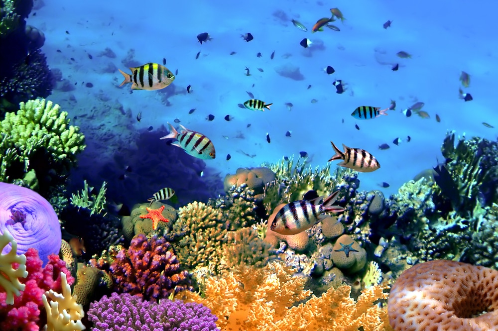 Cameras & iPhone Cases For Underwater Photography | Bumblejax Blog